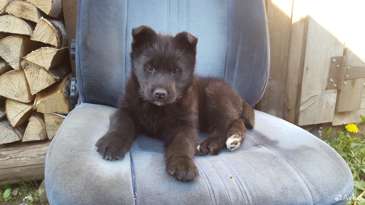 Щенок ищет дом