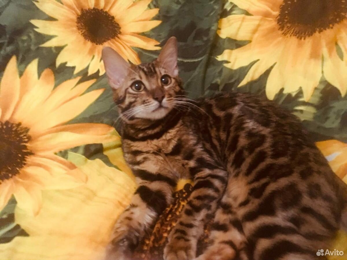 Бенгальская кошечка ищет жениха на вязку