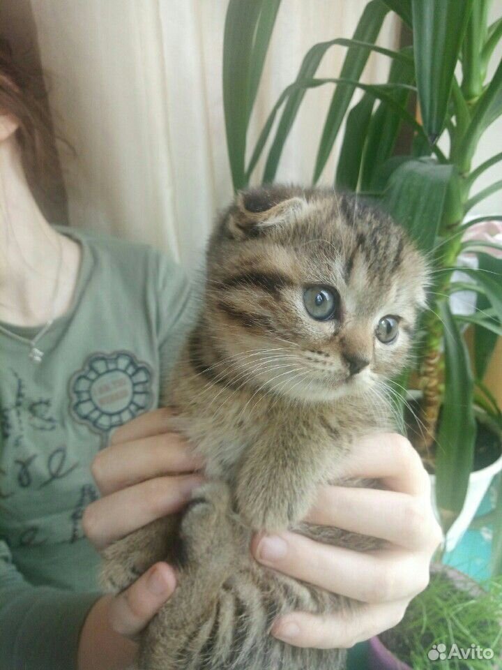 Шотландская