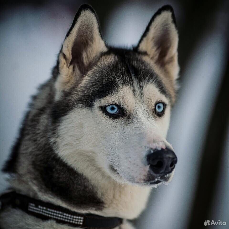 Хаски вязка