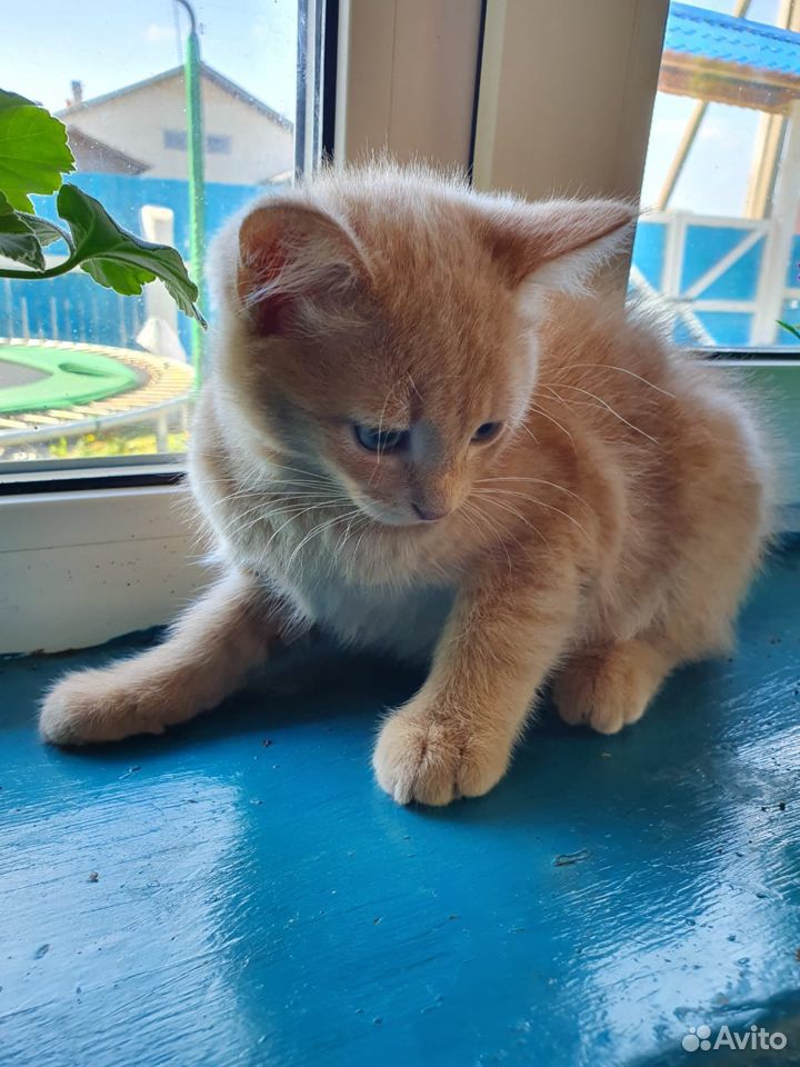 Необыкновенно очаровательные котята