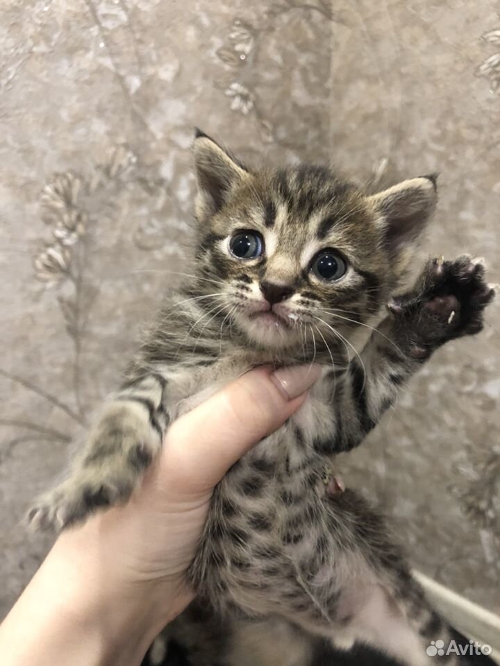 Котята-тигрята