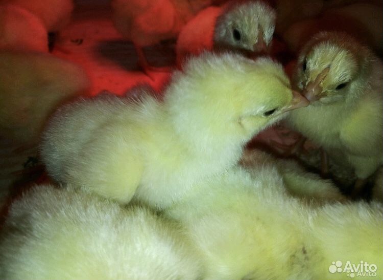 Цыпленок бройлера росс-308