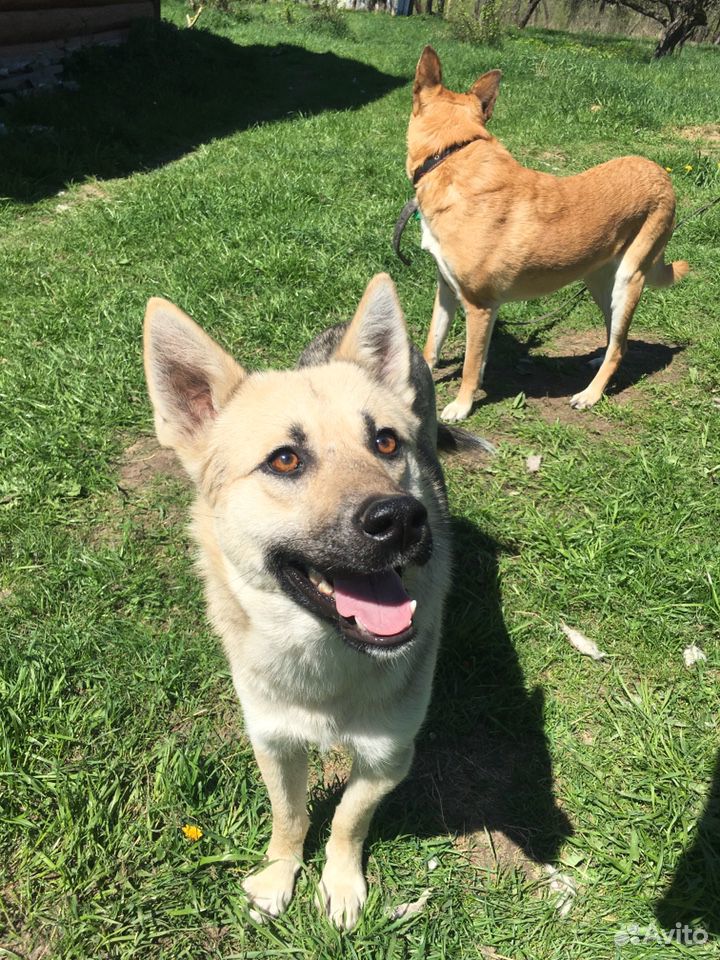 Щенок Лис в добрые руки