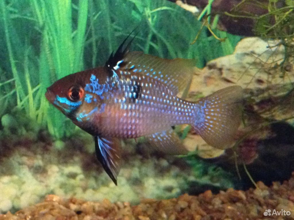 Апистограмма Рамерези