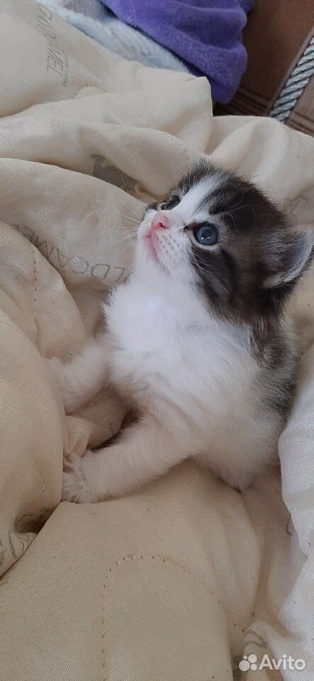 Отдадим котёнка