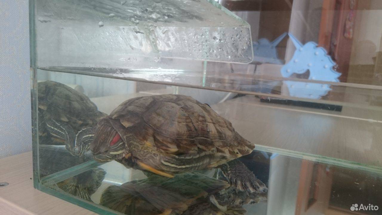 Водоплавающая черепаха