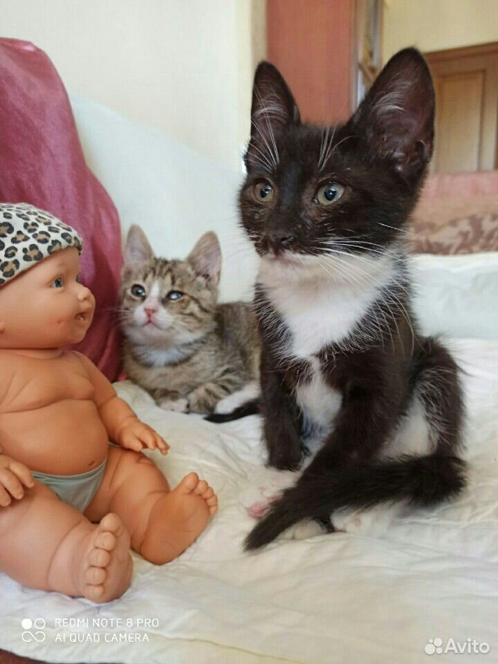 Два братика