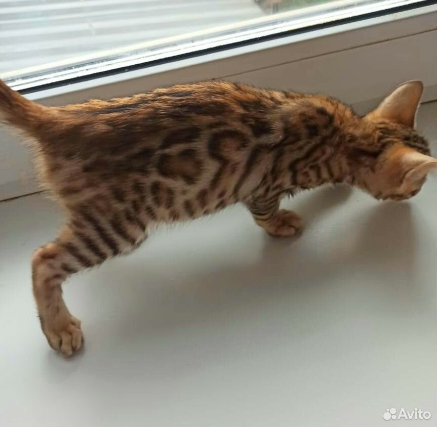 Бенгальские котята Красивые девочки и мальчики