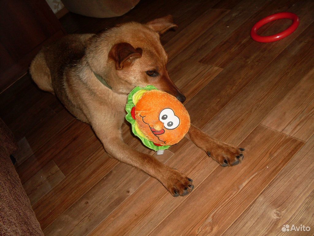 Собака-нянька с веселыми ушками 7 месяцев