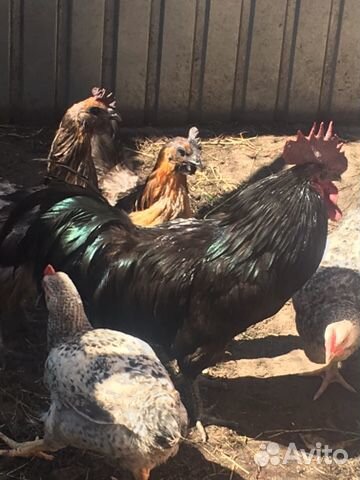 Семья Лакедандзе