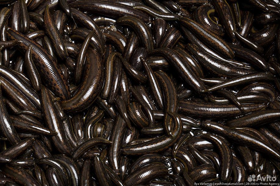 Продаются пиявки медицинские