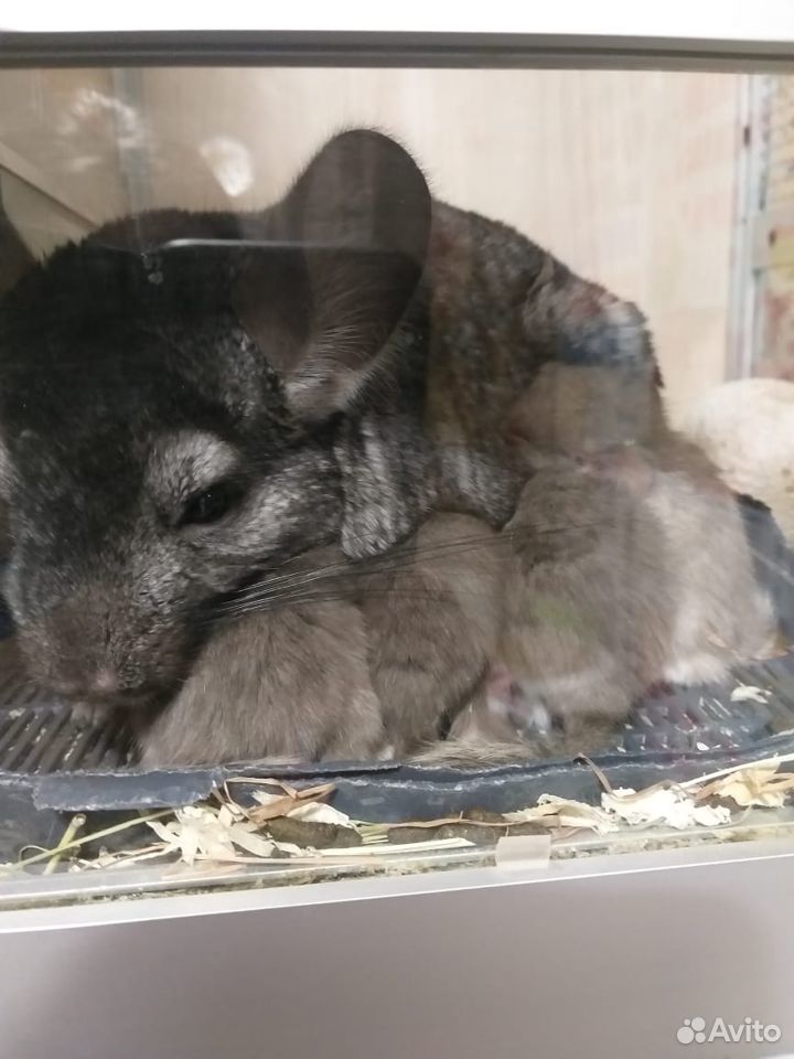 Шиншилла