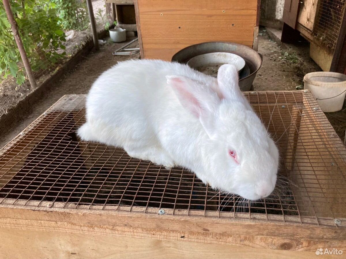 Крол белый великан