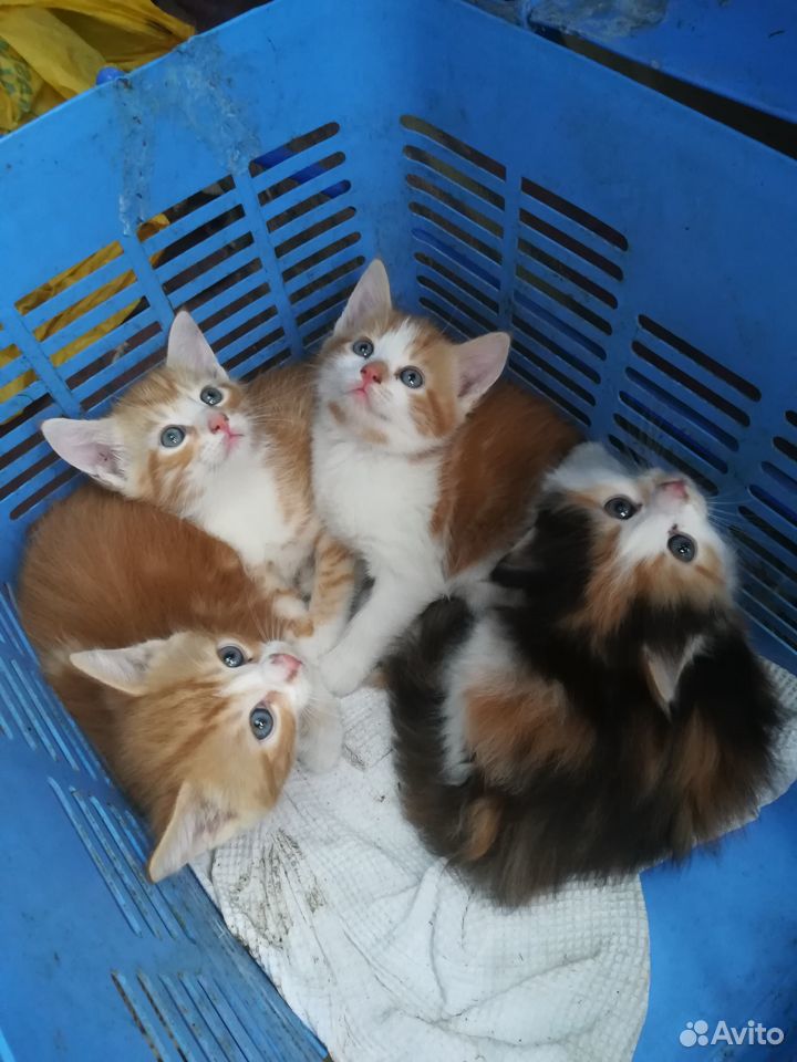 Замечательные котята