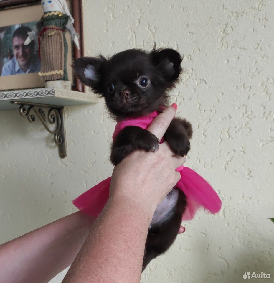 Шоколадная принцесса