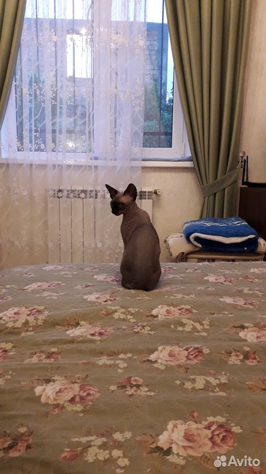 Подарю кошечку породы канадский сфинкс