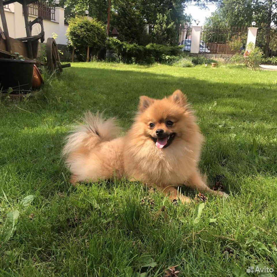 Потерялся шпиц, потерялась собака, помогите найти