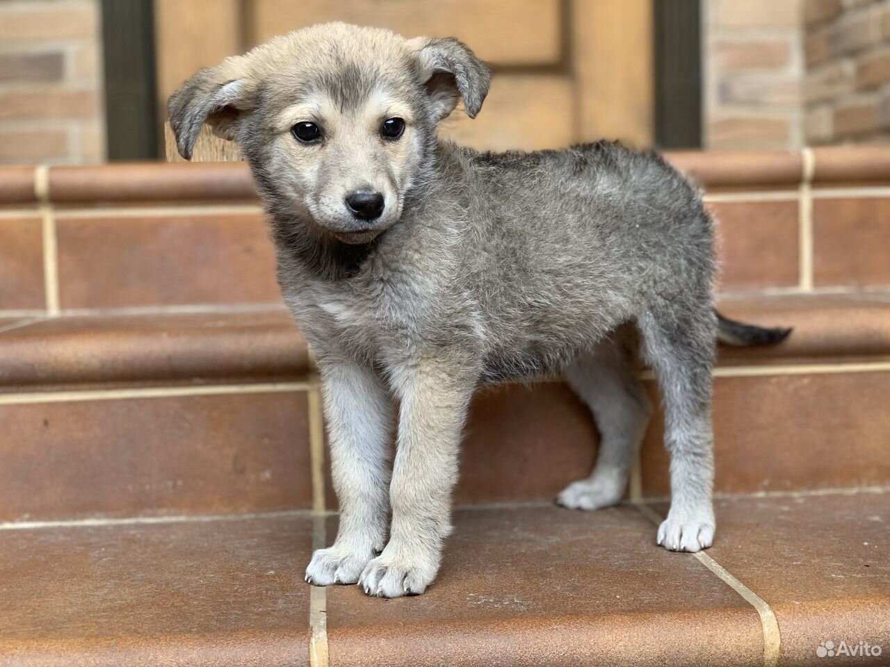 Продам щенка-метиса-компаньона для детей