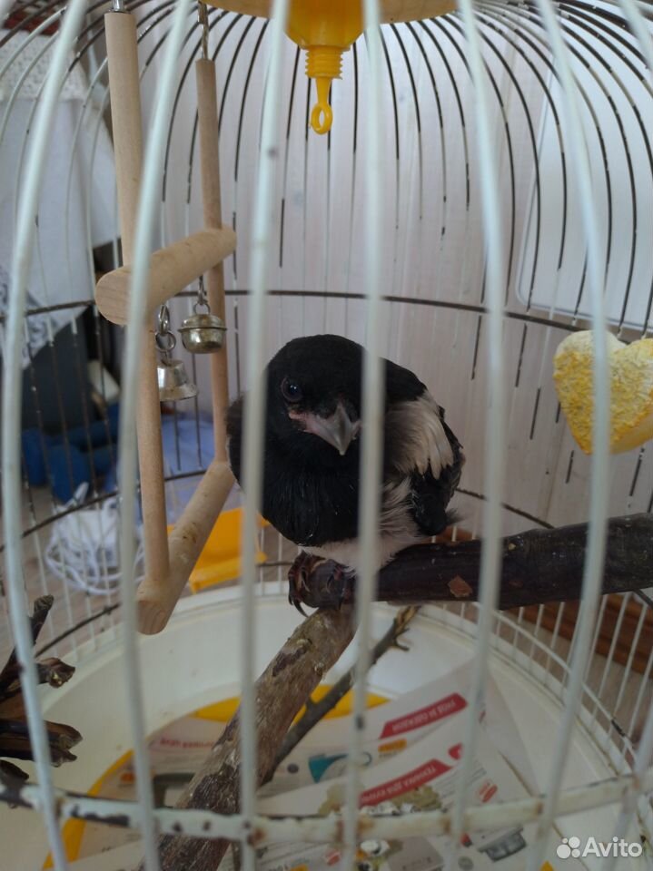 Птенец сороки