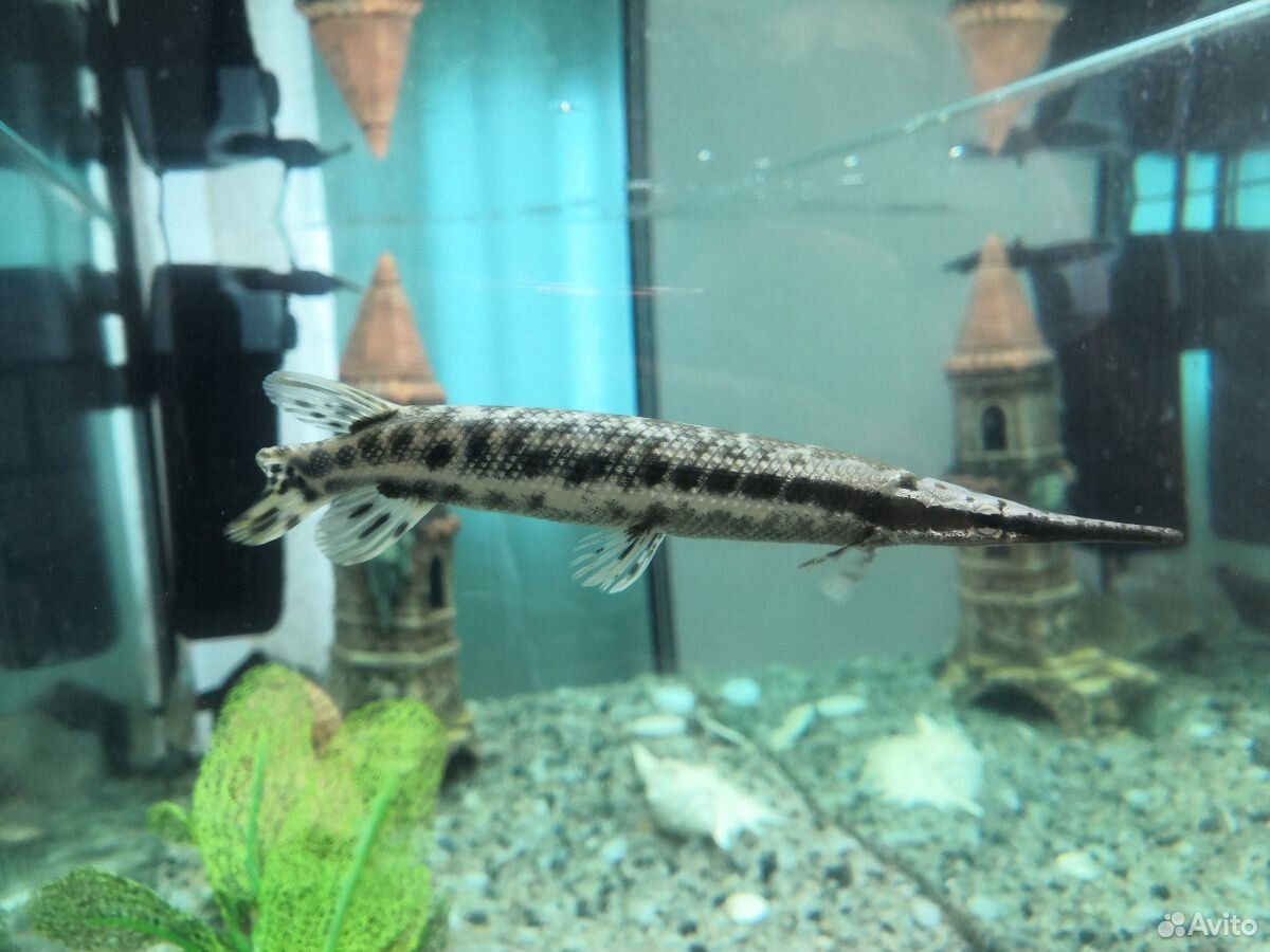 Пятнистая панцирная щука (lepisosteus)