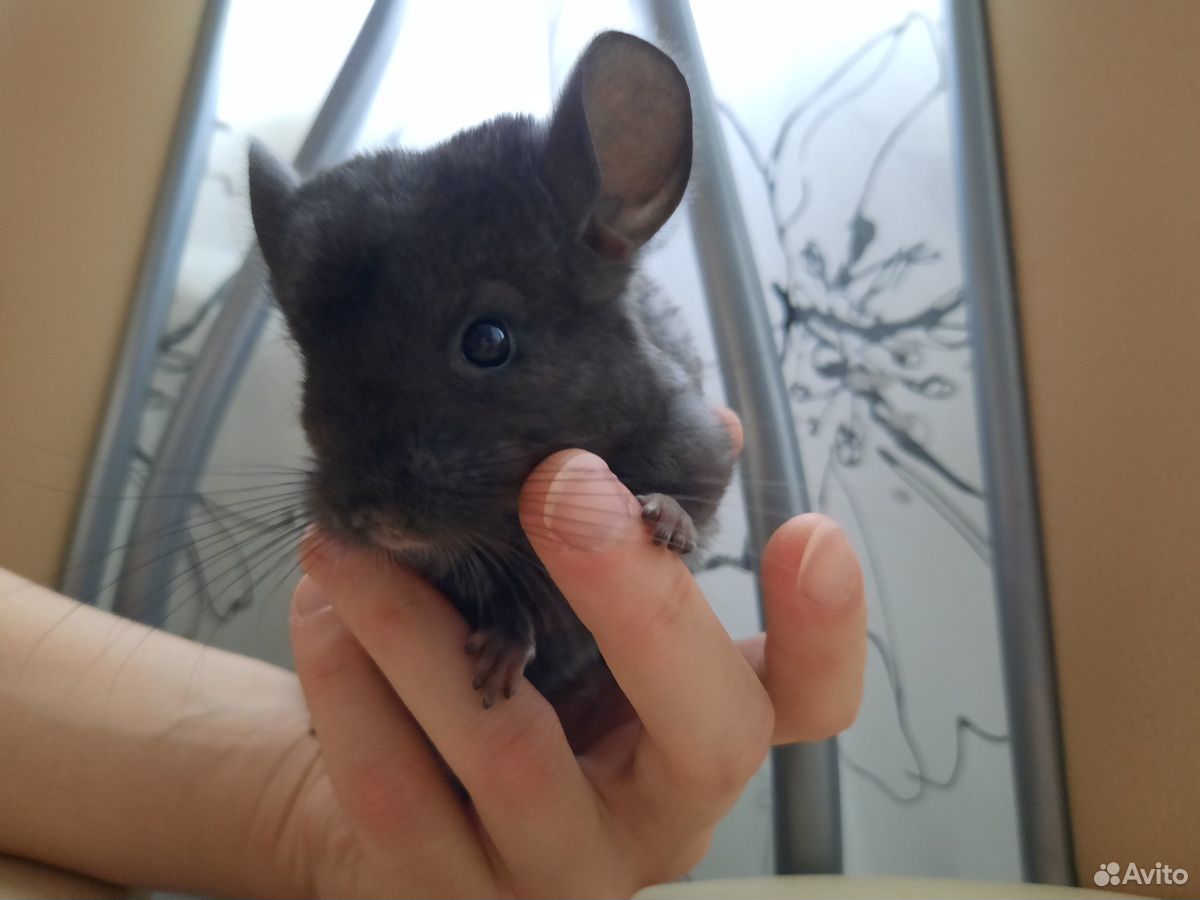 Шиншиллята