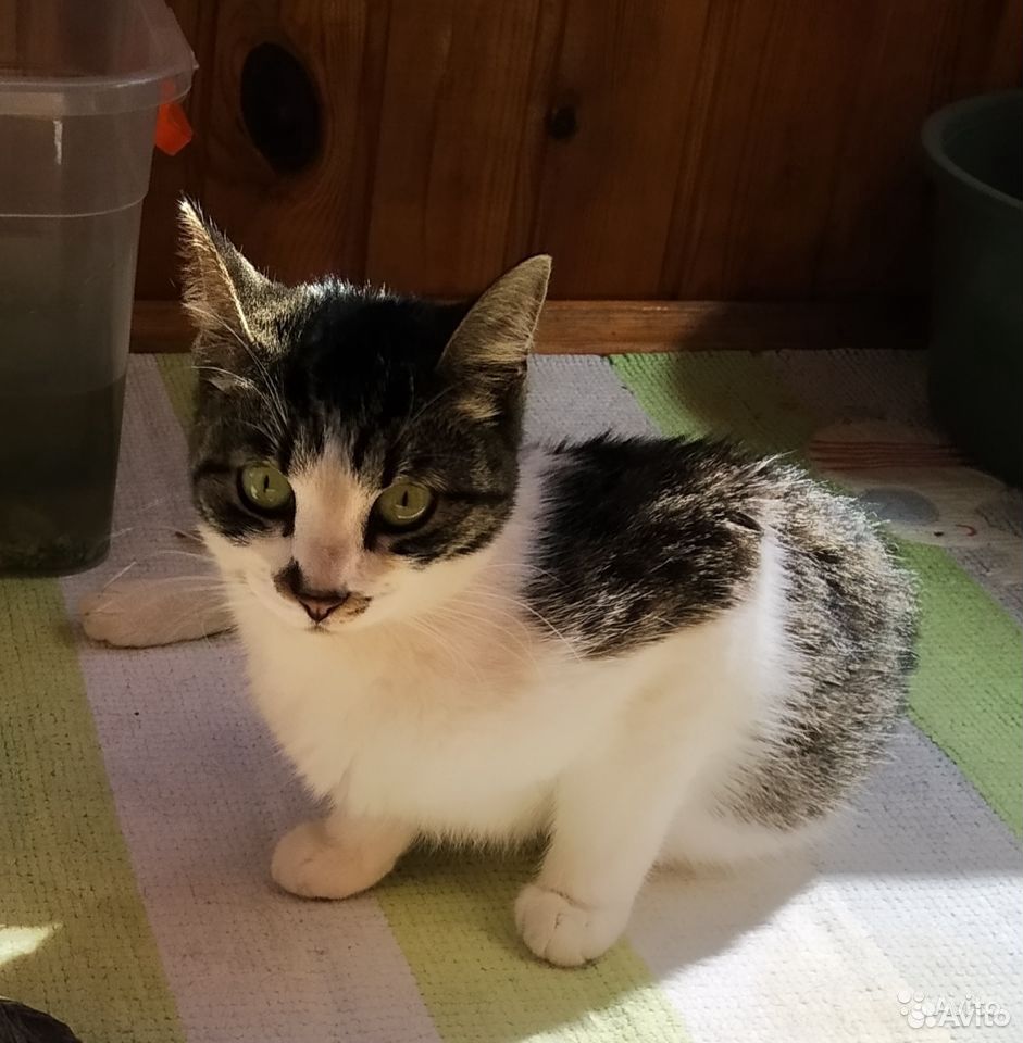 В добрые руки