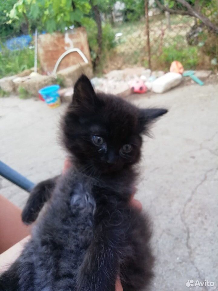 Котята 2 штуки(мальчик, девочка)