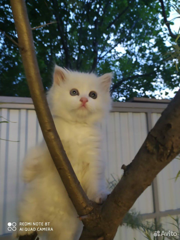 Энджи котенок