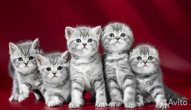 Котята шотландские