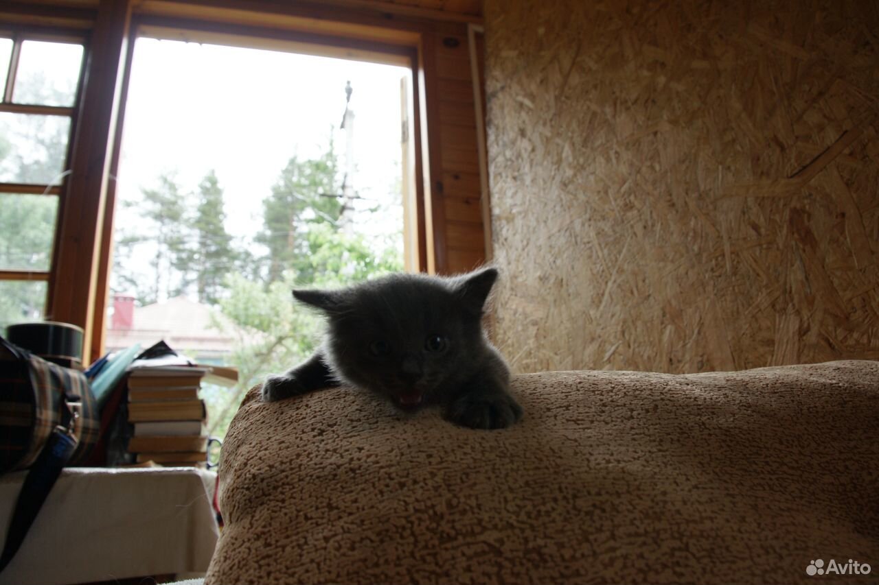 Отдам котенка