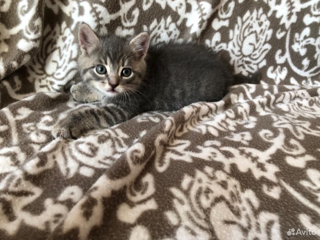 Котёнок ищет надёжную семью