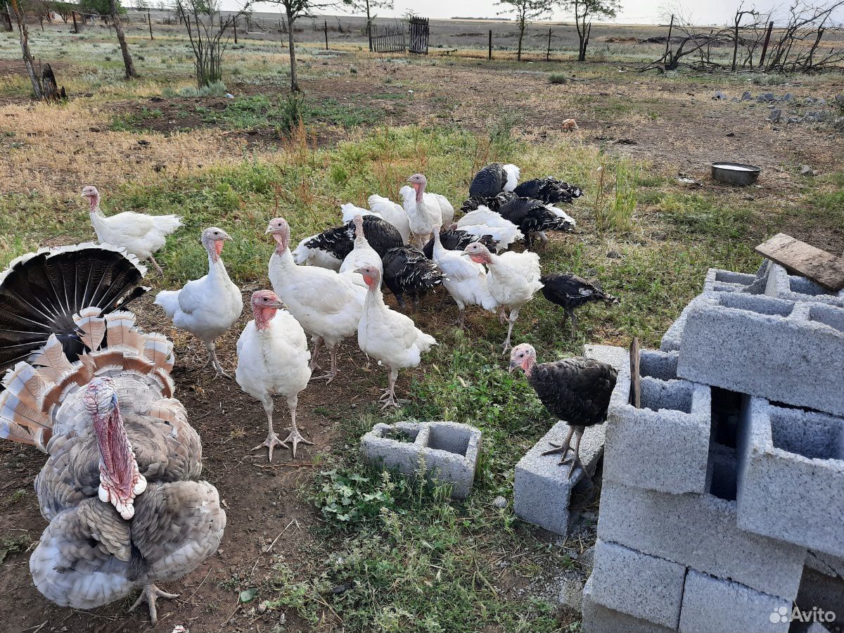 Индюшата подрощенные