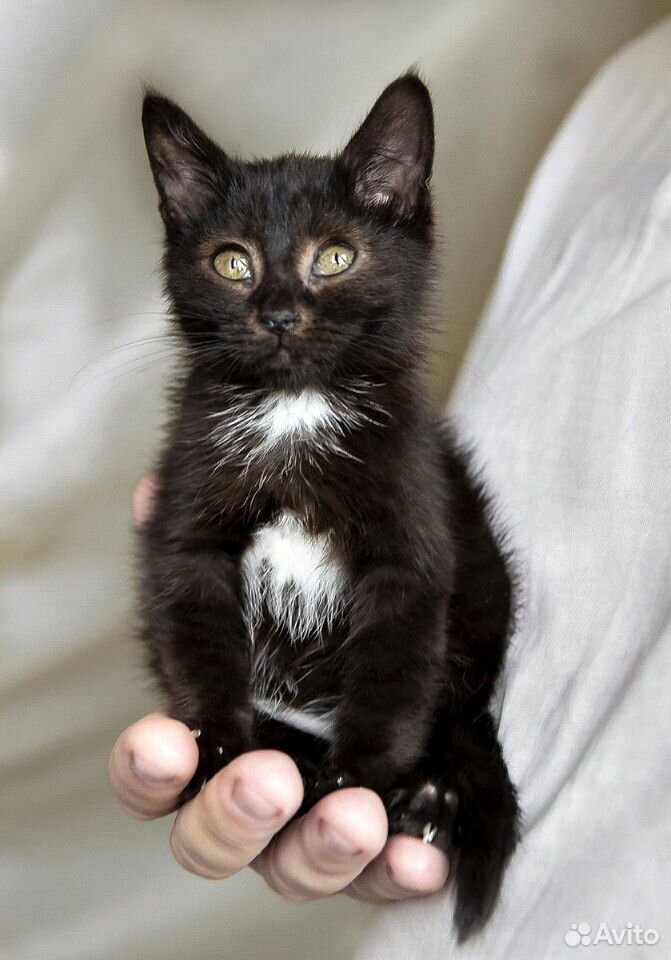 Котёнок ищет дом