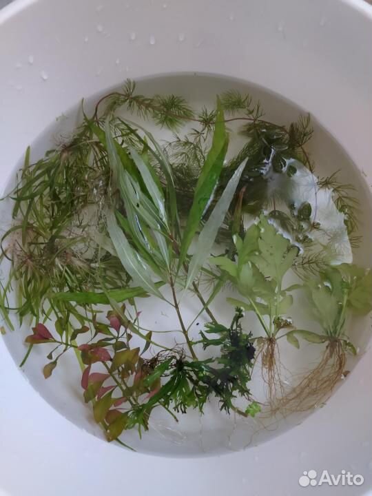 Проплка аквариумных растений