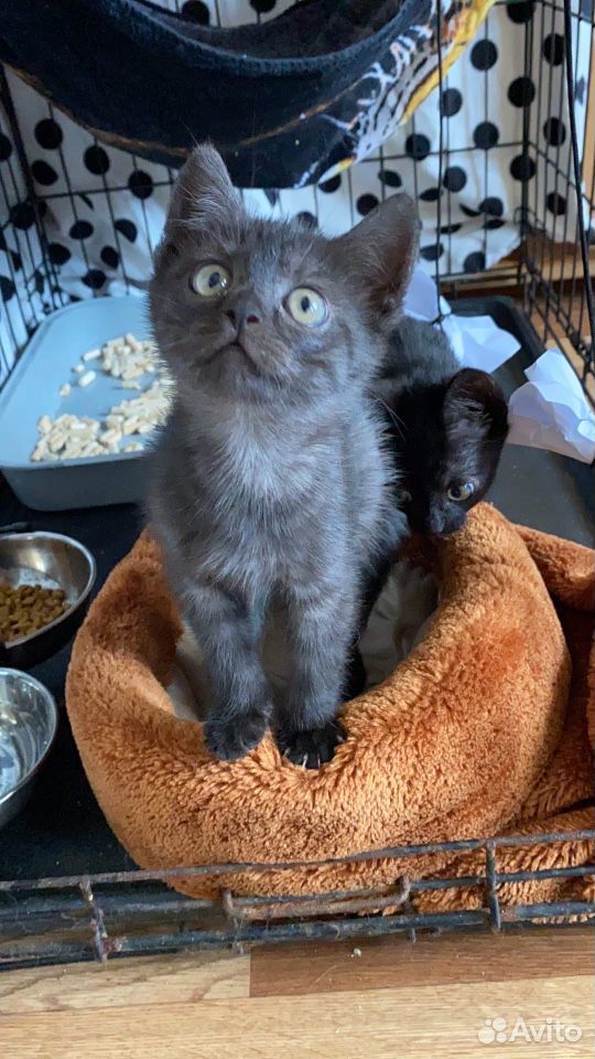 Дымчатый солид котенок девочка