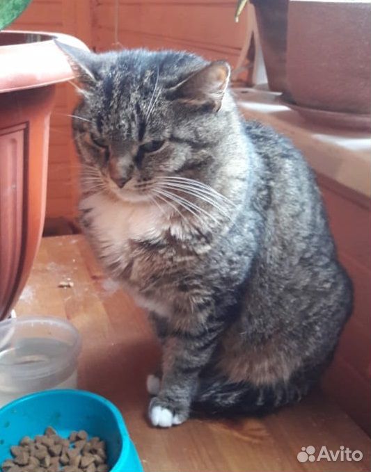 Плюшевая Аля