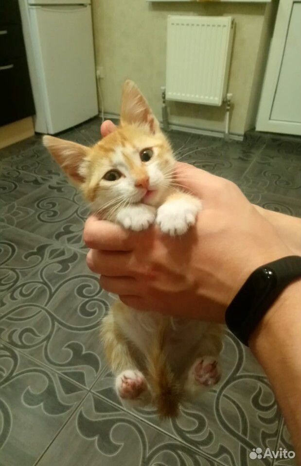 Отдам кота в добрые руки