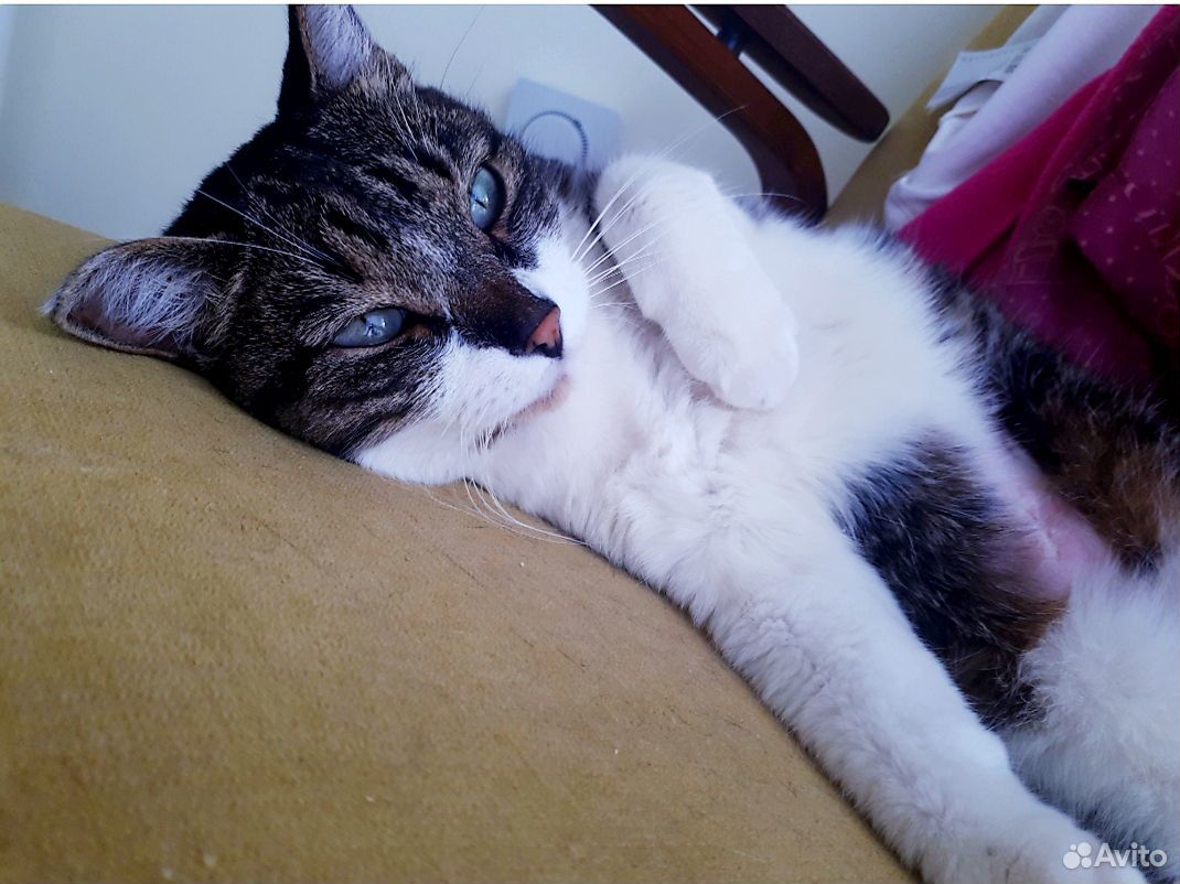 Любитель обнимашек