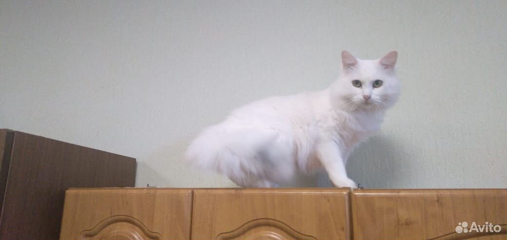 Кот-Снежок(1годик)
