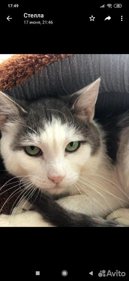 Котик в дар