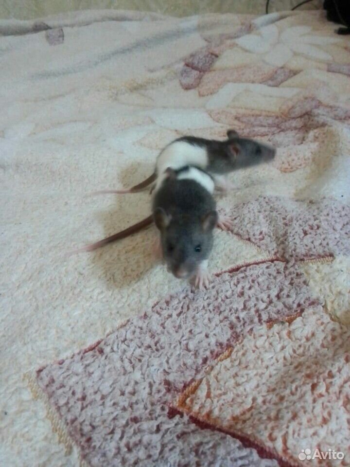 Продаю крысят