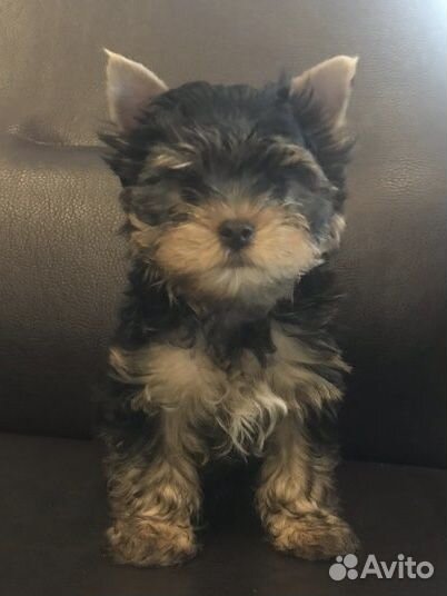 Йоркширский терьер