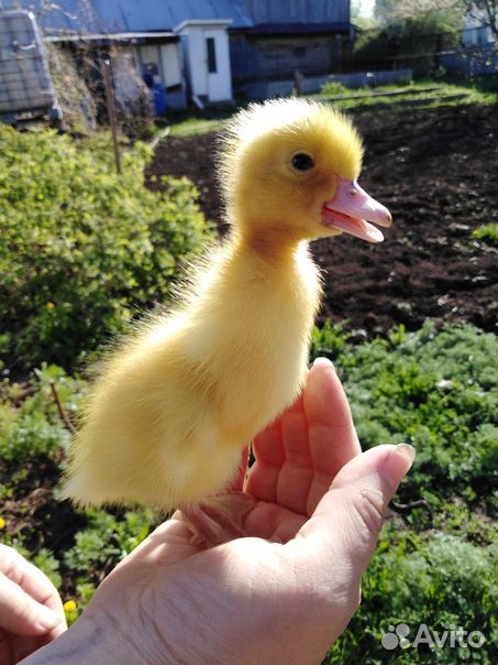 Утята, гусята, цесарята