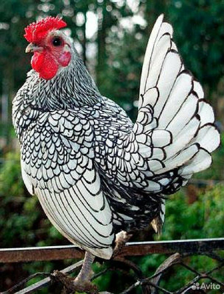 Продам сибрайтов курочку и петушка