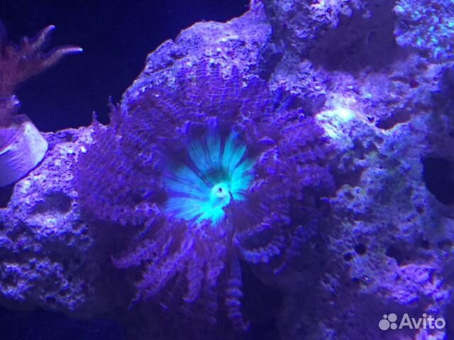 Песчаный анемон