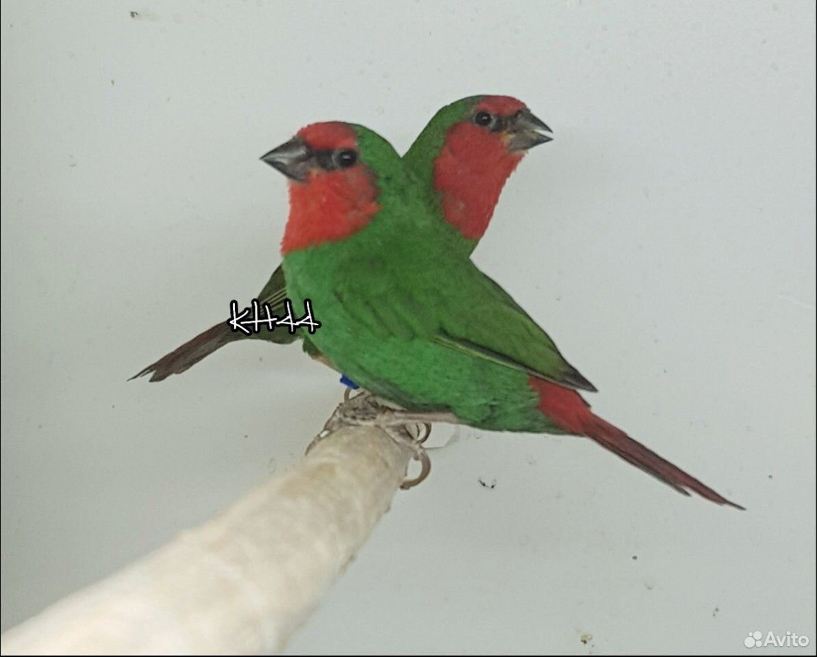 Красноголовая попугайная амадина