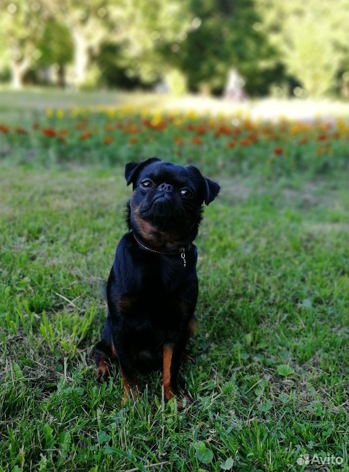 Вязка Пти Брабарсон, Гриффон