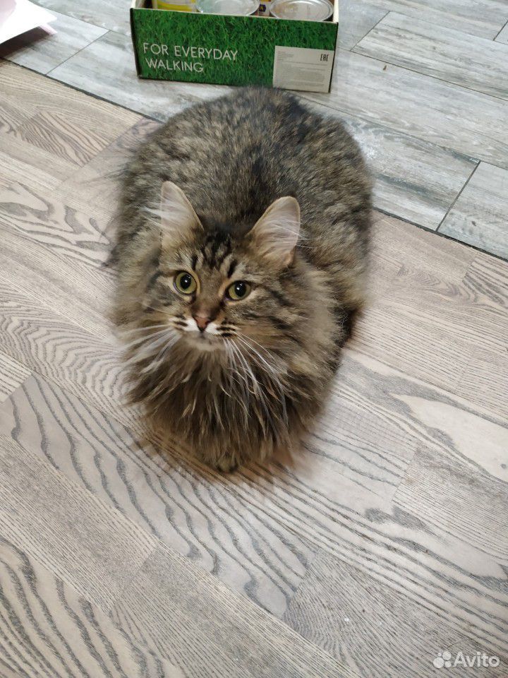 Кошка Стеша