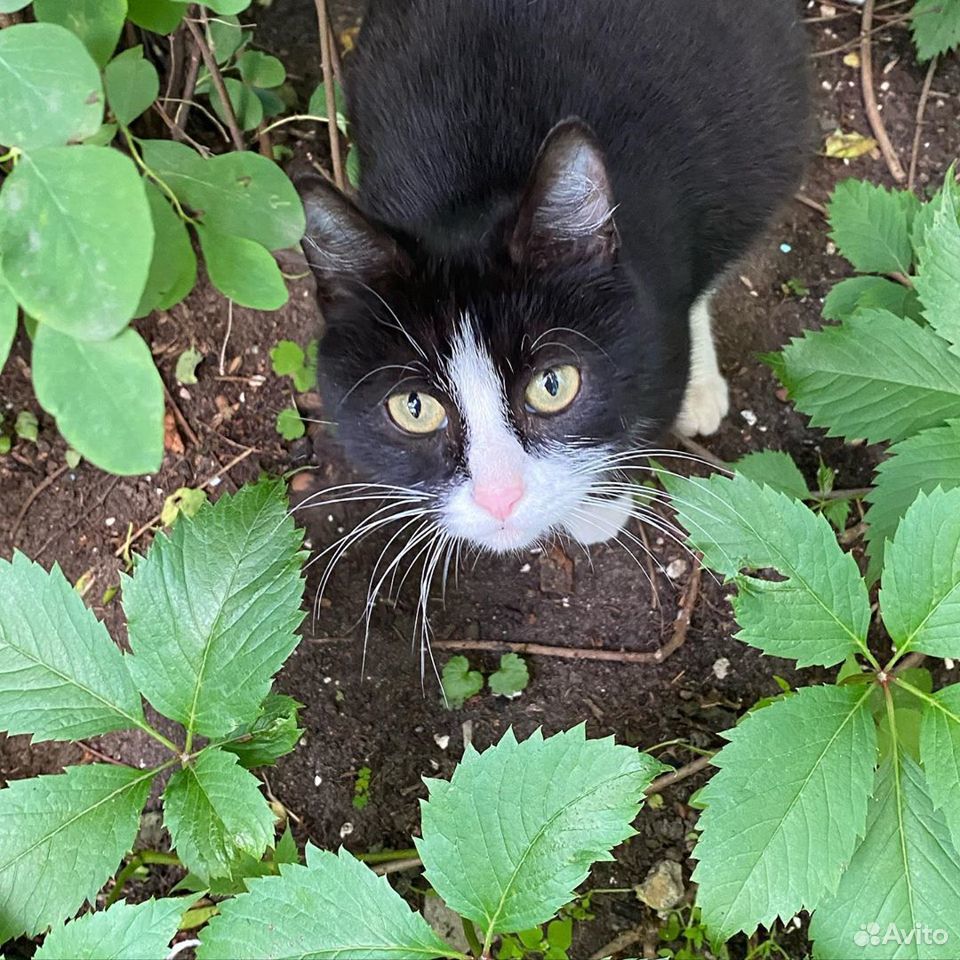 Радостная, ласковая кошечка-маркиза Зоечка в дар